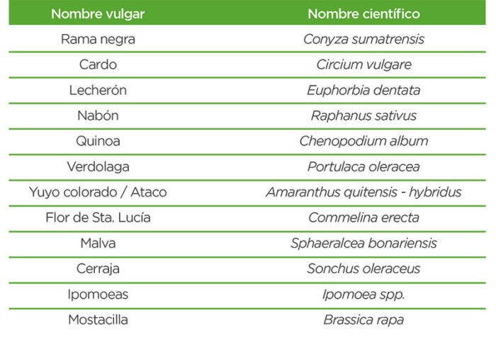 LANDING Conkesta – DONMARIO Semillas